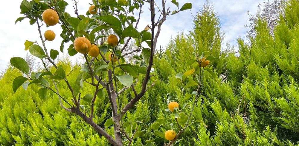 How to Grow Meyer Lemon Trees - Dwank.com