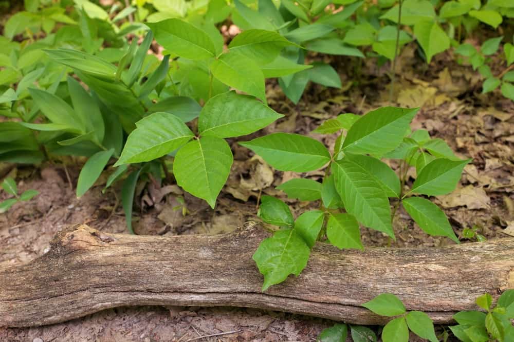 How to identify poison ivy in my garden - Dwank.com