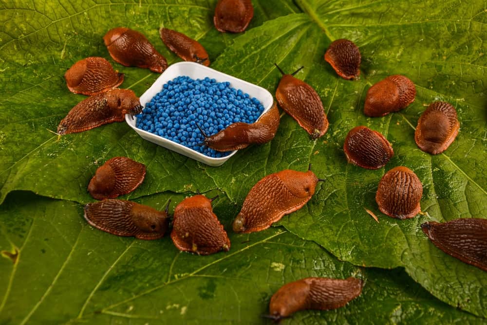 How to Control Slugs Organically - Dwank.com
