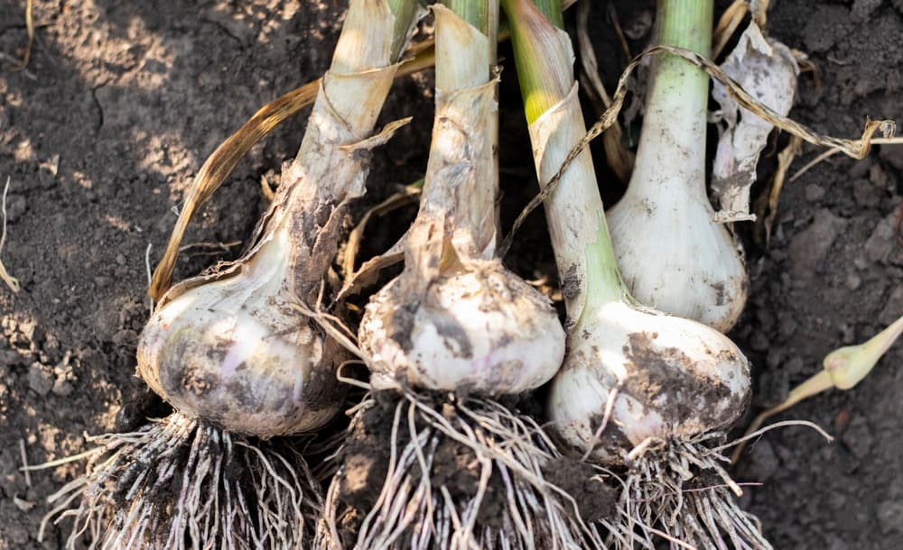 How to Plant and Grow Organic Garlic - Dwank.com